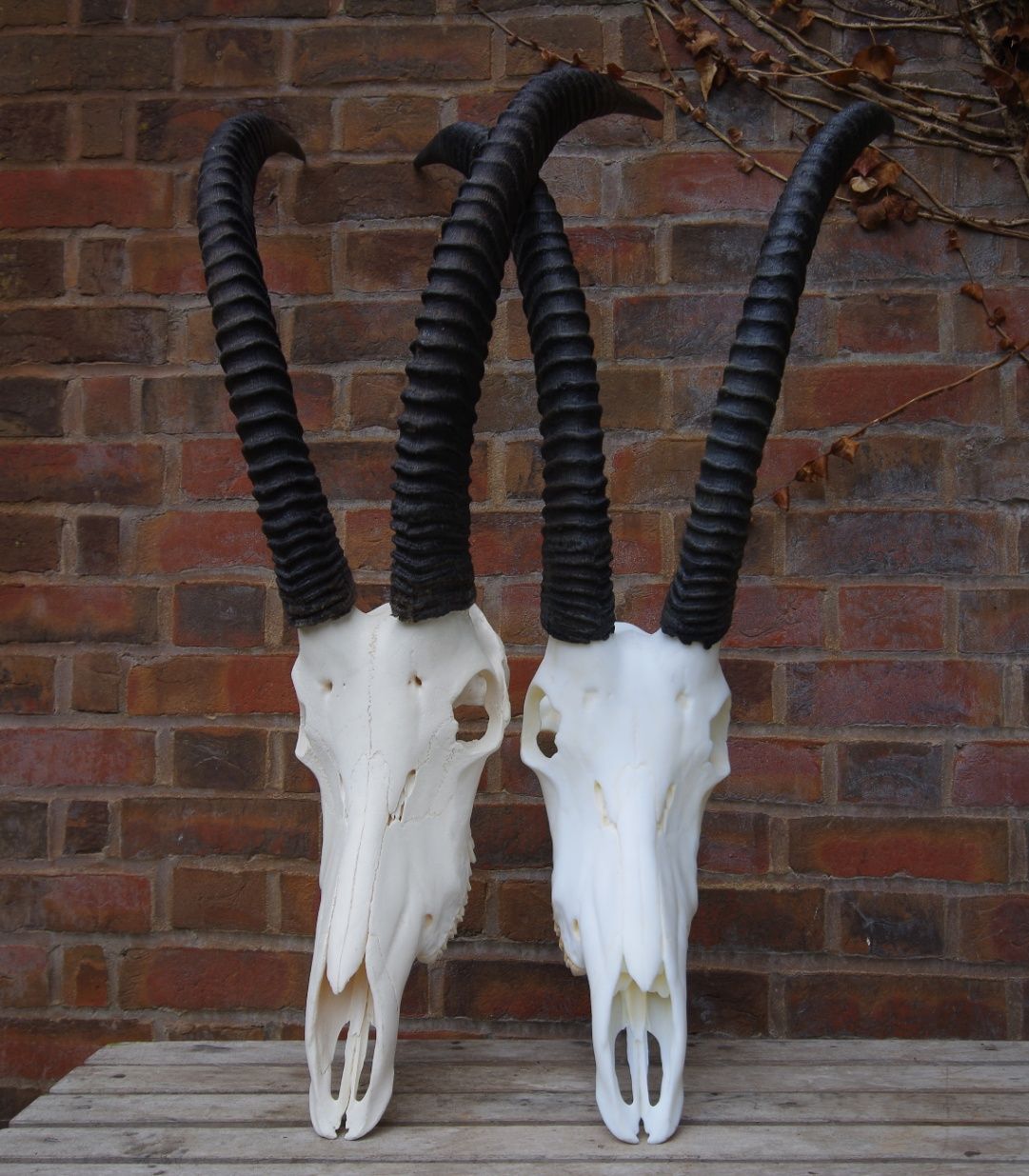 How a two-headed antelope makes the government look stupid - Charlie ...