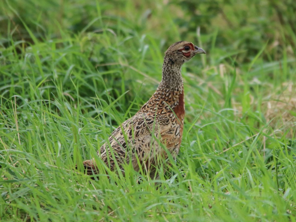 How much does shooting cost? - GunsOnPegs