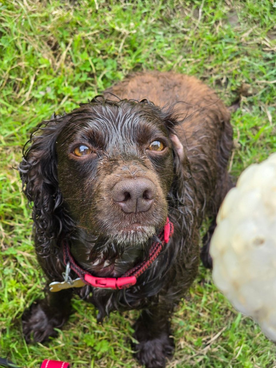Working Dogs in Town: Diary of a Mad Spaniel Lady - Anna Jones writes ...