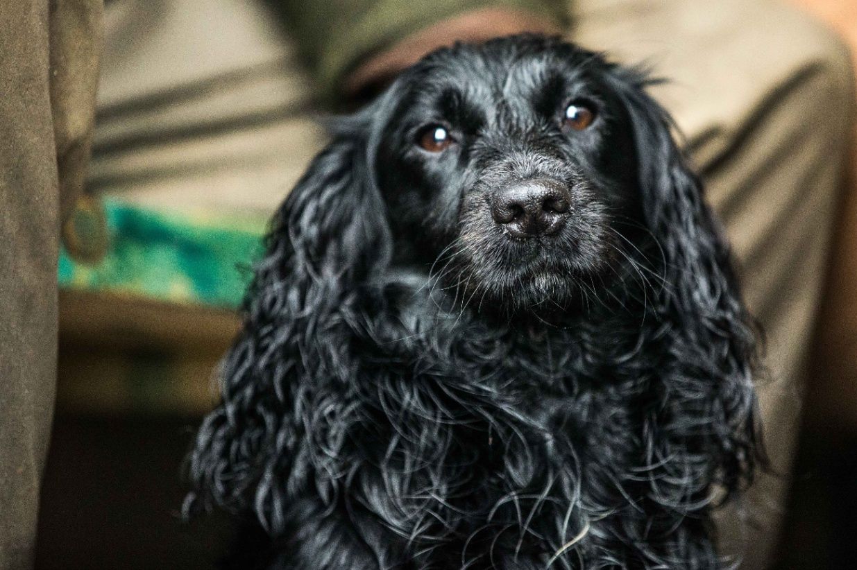 Live Long Little Dog - Richard Negus writes on Scribehound