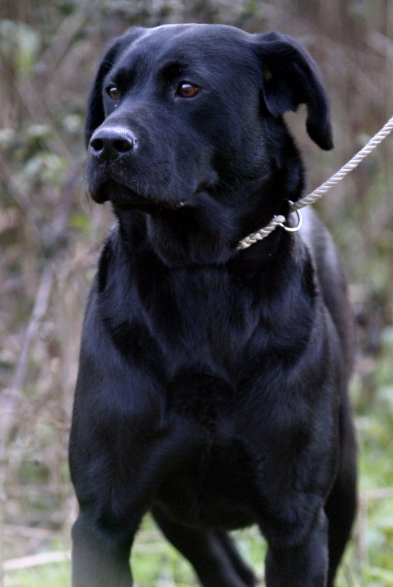 Badly Behaved Dogs - Andrew Davis writes on Scribehound Countryside