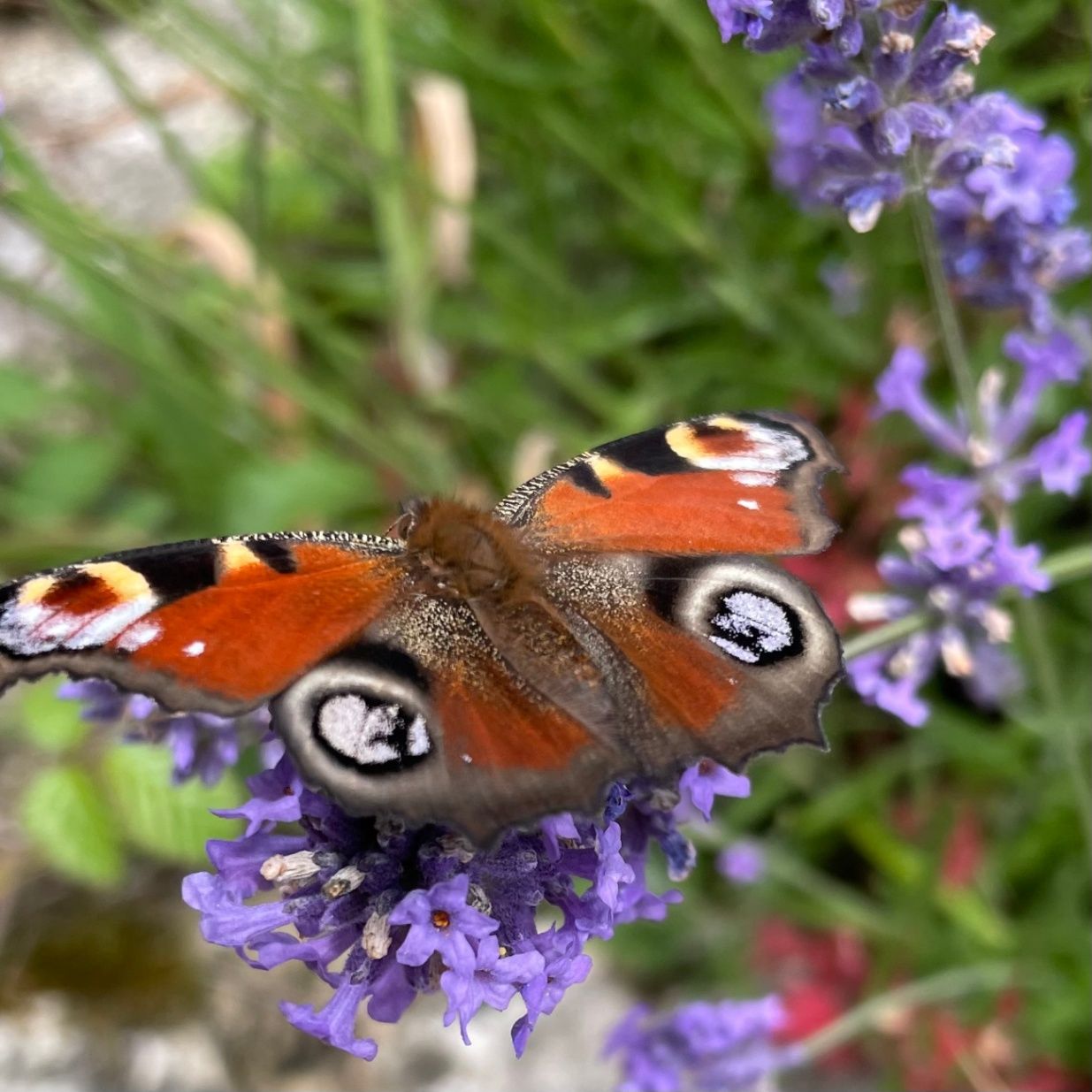 Insect-aggedon? - Roger Morgan-Grenville writes on Scribehound