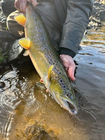 How do salmon survive in small spate rivers? - John Miller writes on ...