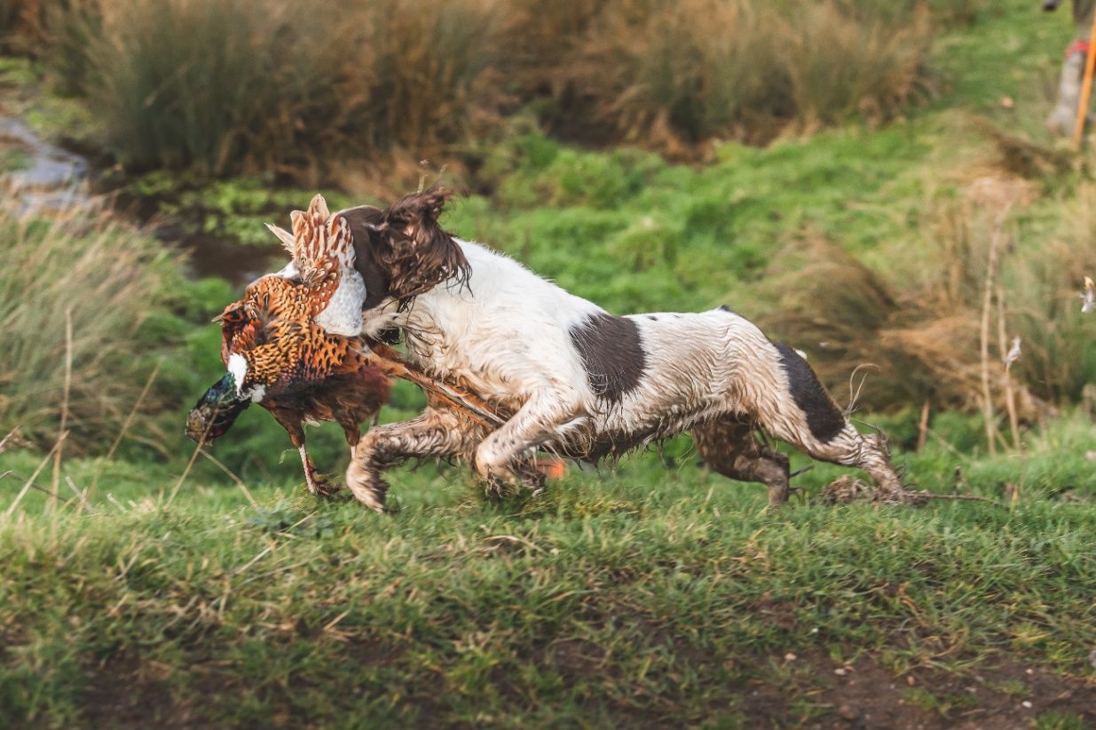 The good, the bad and the insurance jargon - British Association for ...