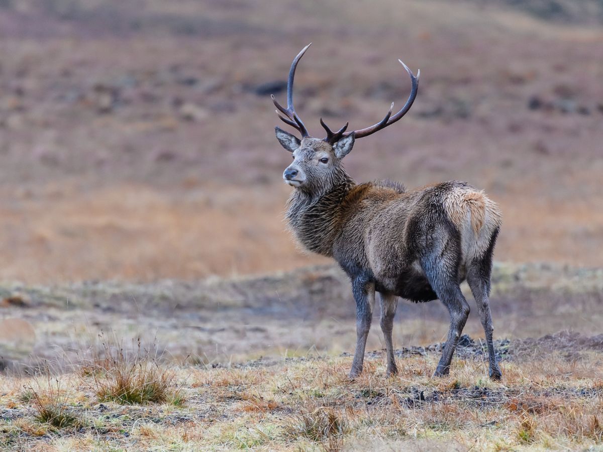 Deer stalking syndicates - what you need to know - GunsOnPegs