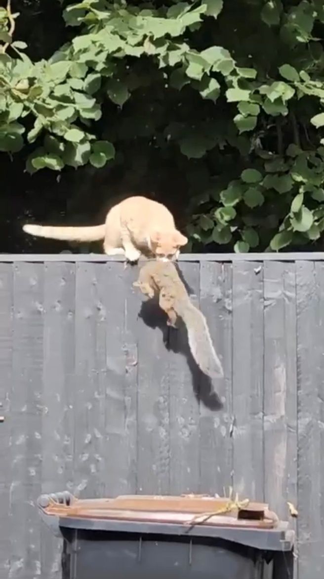 The season gets nearer and more Squirrel Cup ruling controversy ...