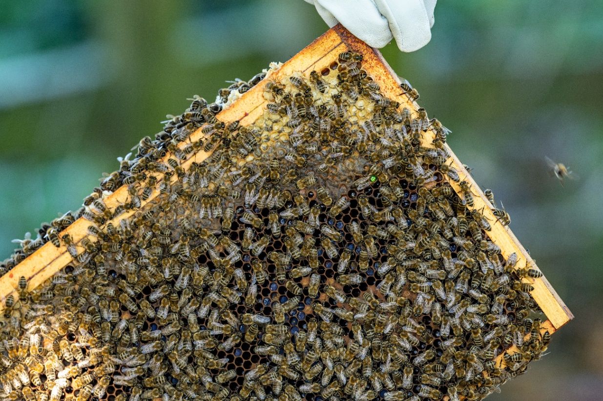 To Bee or not to Bee - Emily Graham writes on Scribehound