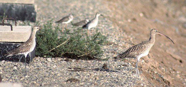 What can a little known curlew teach us about ourselves? - John Miller ...