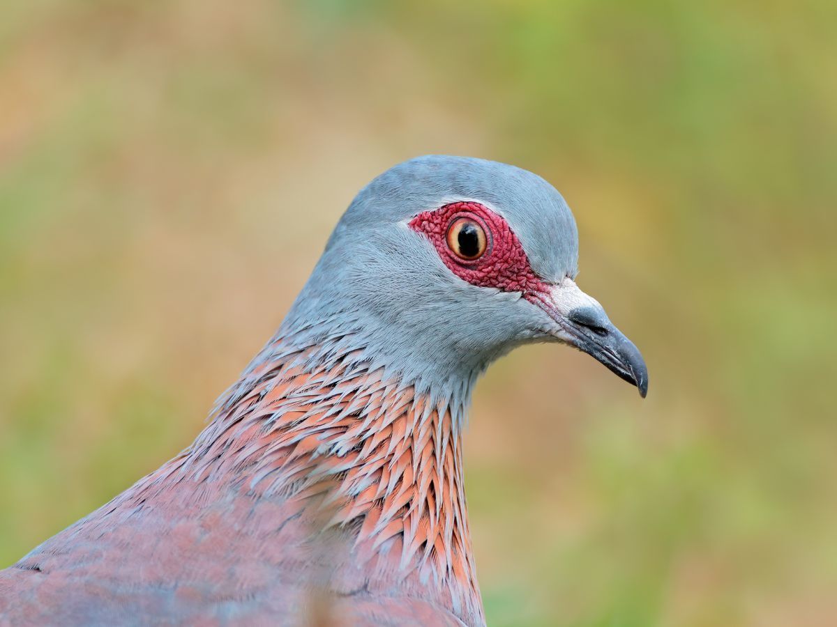 South African Rock Pigeons - everything you need to know - GunsOnPegs ...