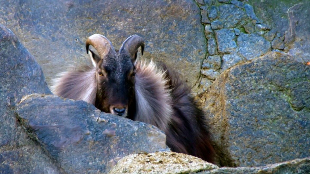 Goats: a solution to Mediterranean forest fires and UK rewilding ...