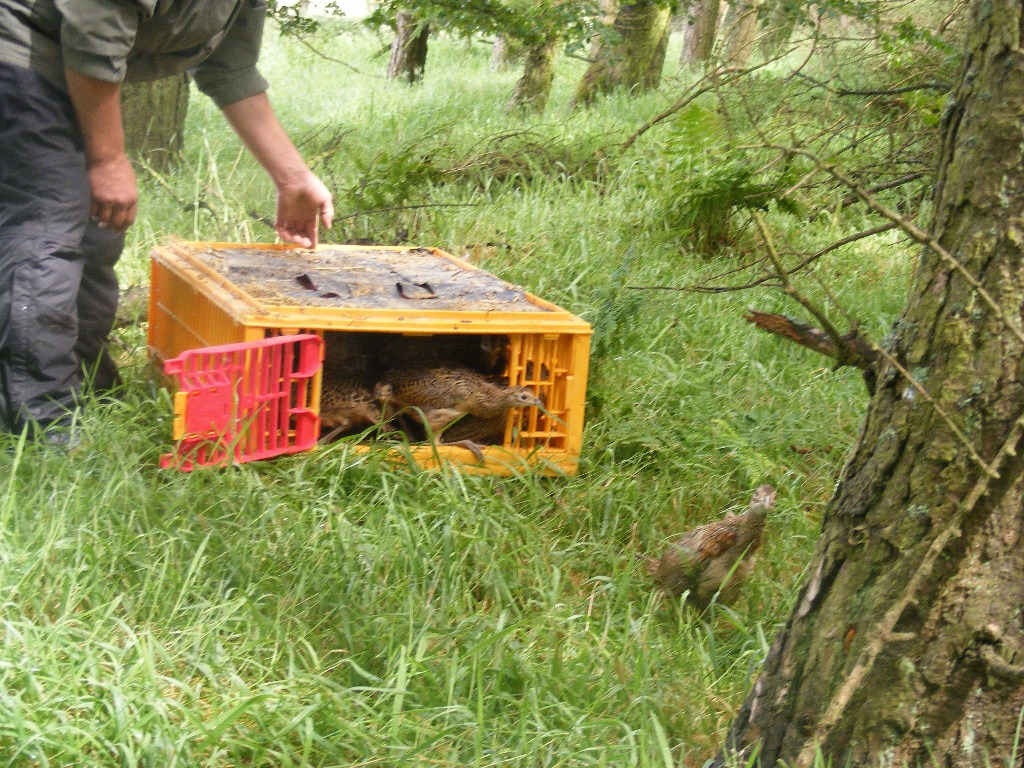 Stobswood shoot, Berwickshire - Availability on GunsOnPegs