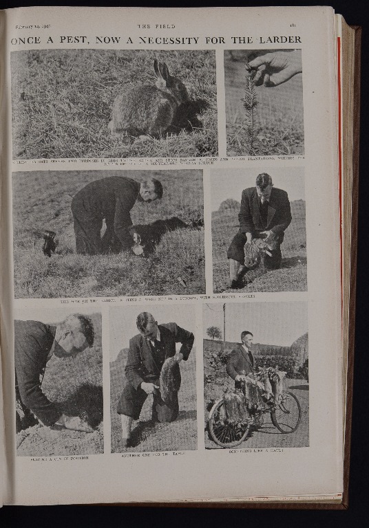 Rabbit Pie: Saving the Nation from Starvation in the Second World War ...