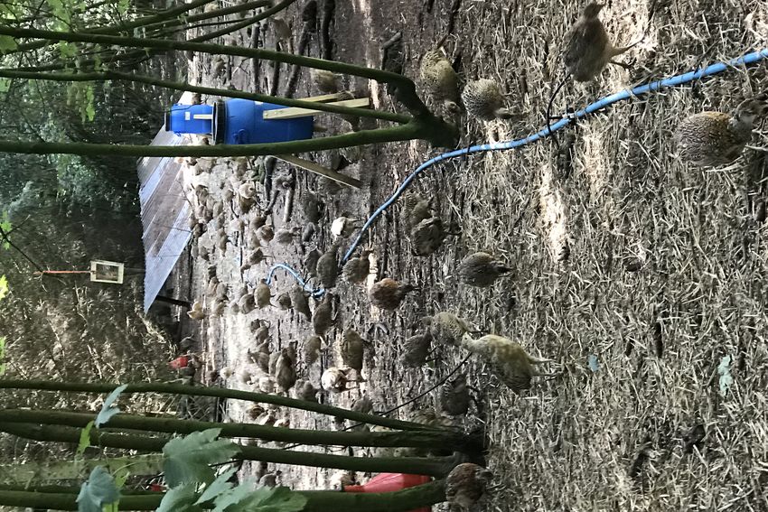 Shooting Syndicate Places Available - GunsOnPegs