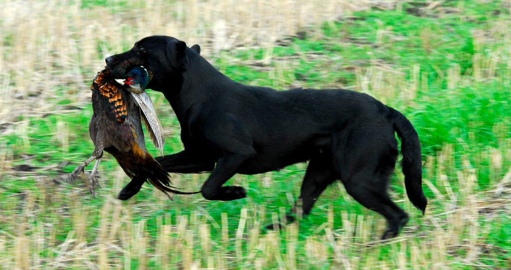 Altcar Estate, Lancashire - Availability on GunsOnPegs