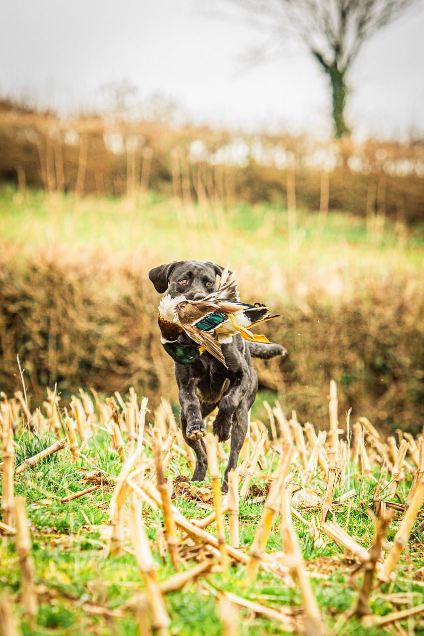 Three Valley Shoot , Devon - Availability on GunsOnPegs