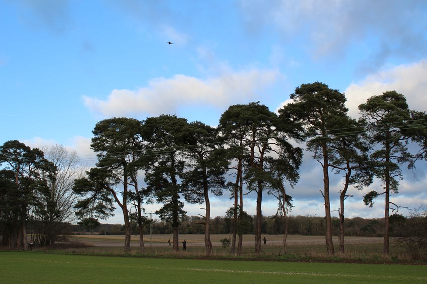 Cockley Cley Shoot , Norfolk - Availability on GunsOnPegs