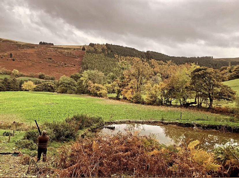Cwm Fedw Country Sports, Powys - Availability on GunsOnPegs