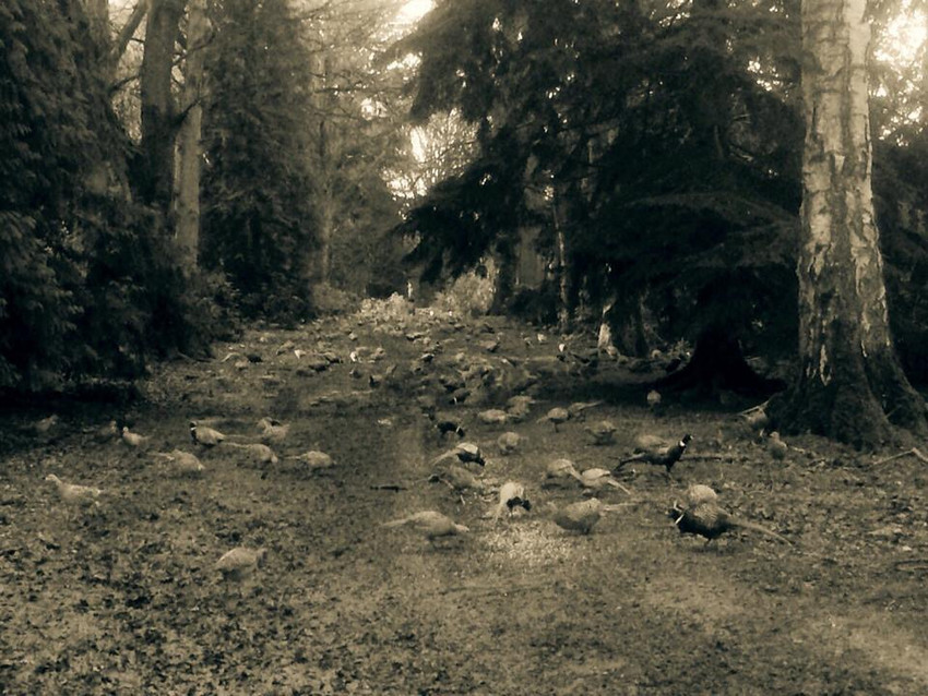 Buildwas Park Shoot , Shropshire - Availability on GunsOnPegs