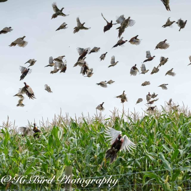 Buildwas Park Shoot , Shropshire - Availability on GunsOnPegs