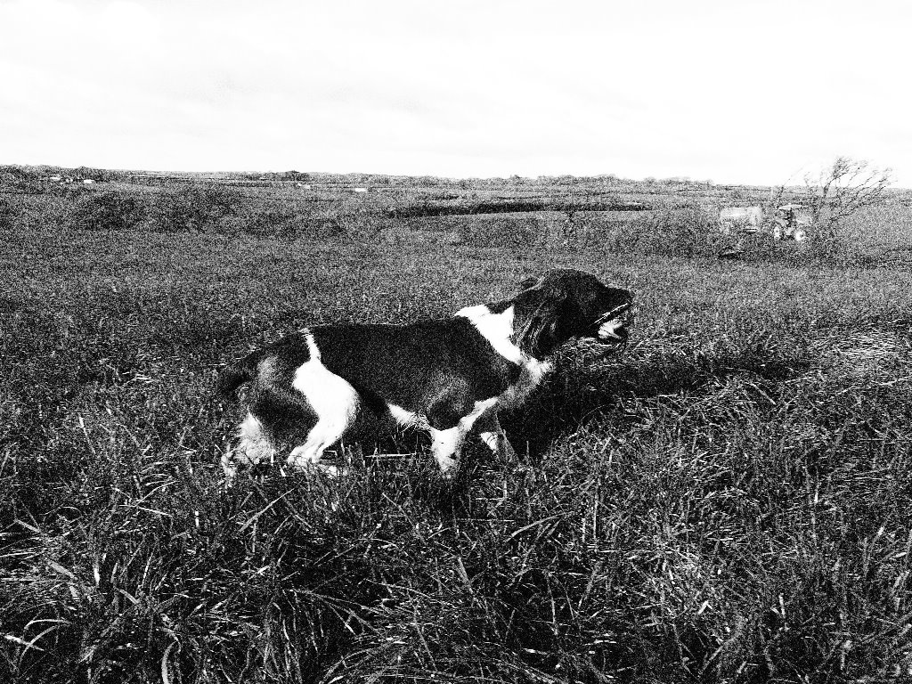 A.K. Snipe Shooting, Devon - Availability on GunsOnPegs