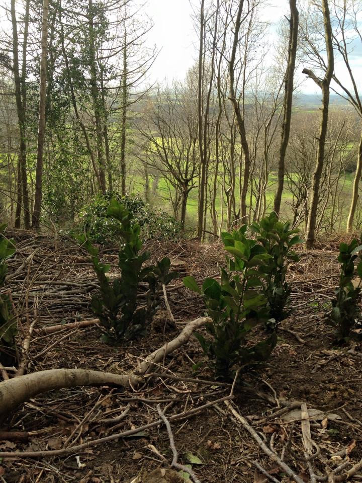 Buildwas Park Shoot , Shropshire - Availability on GunsOnPegs