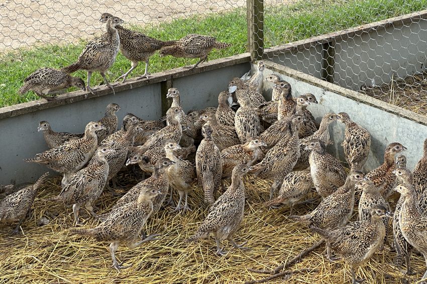 Game Birds/Poults Available - GunsOnPegs Classifieds