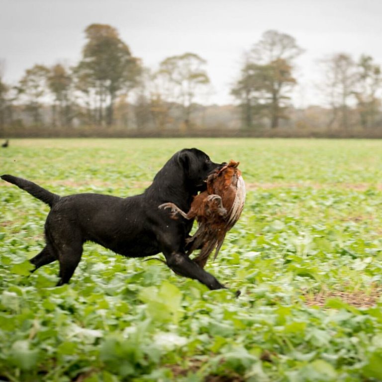 Whitrigg Estate, Cumbria - Availability on GunsOnPegs