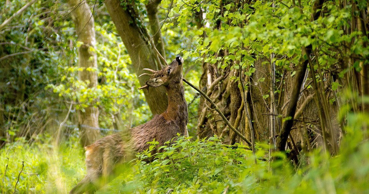 Why is deer management so important? - GunsOnPegs