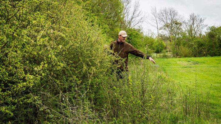 What Is A Perfect Hedge For Wildlife? - Richard Negus writes on Scribehound