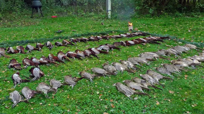 Releasing birds for shooting under pressure in Denmark - Thorkild ...