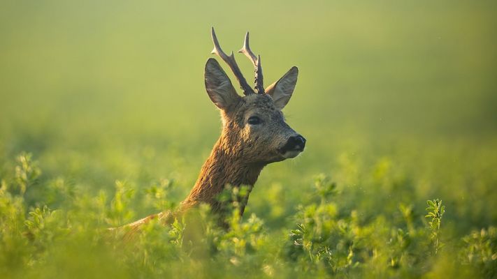 The Summer Bucks: What we see and how we're seen. - Patrick Laurie ...