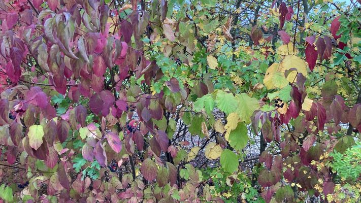 The Happy Hedgerow - George Plumptre writes on The Garden Collective