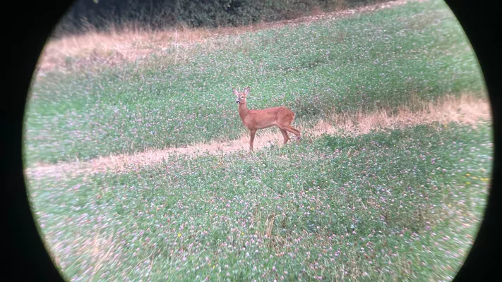 How my deer management plan helped native roe deer to bounce back ...