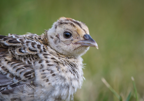 Game Birds/Poults Available - GunsOnPegs Classifieds