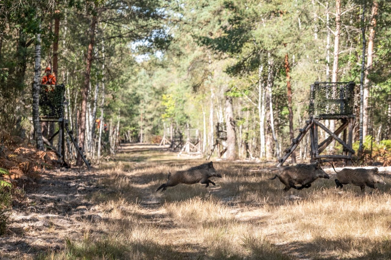 Boar shooting in France - Shoots & Availability on GunsOnPegs