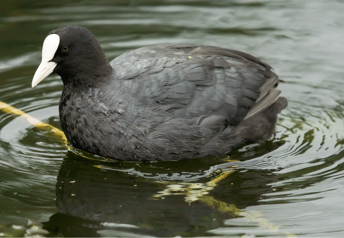 Pheasant, Grouse, Stalking & Partridge Shooting Seasons