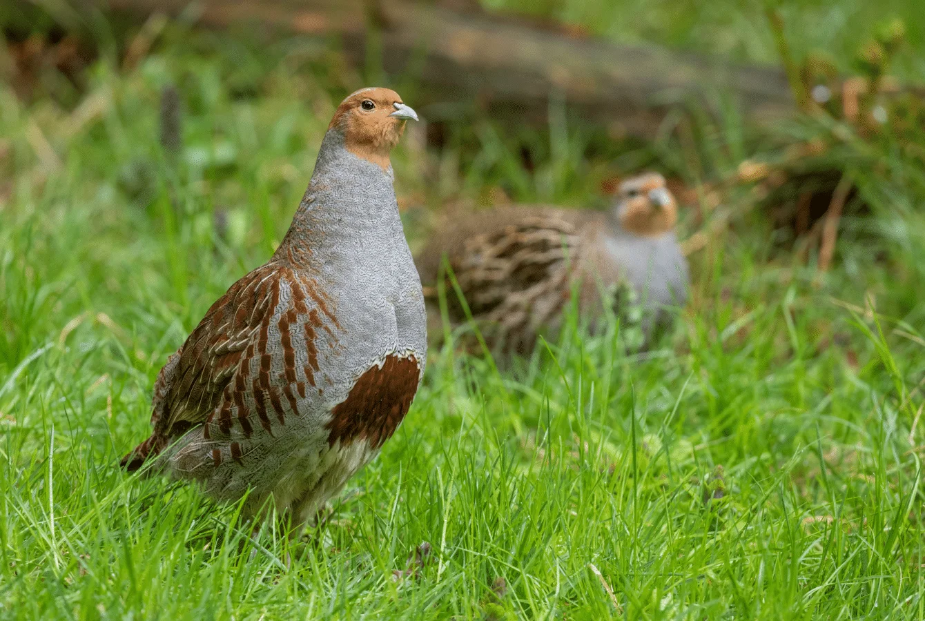 Pheasant, Grouse, Stalking & Partridge Shooting Seasons