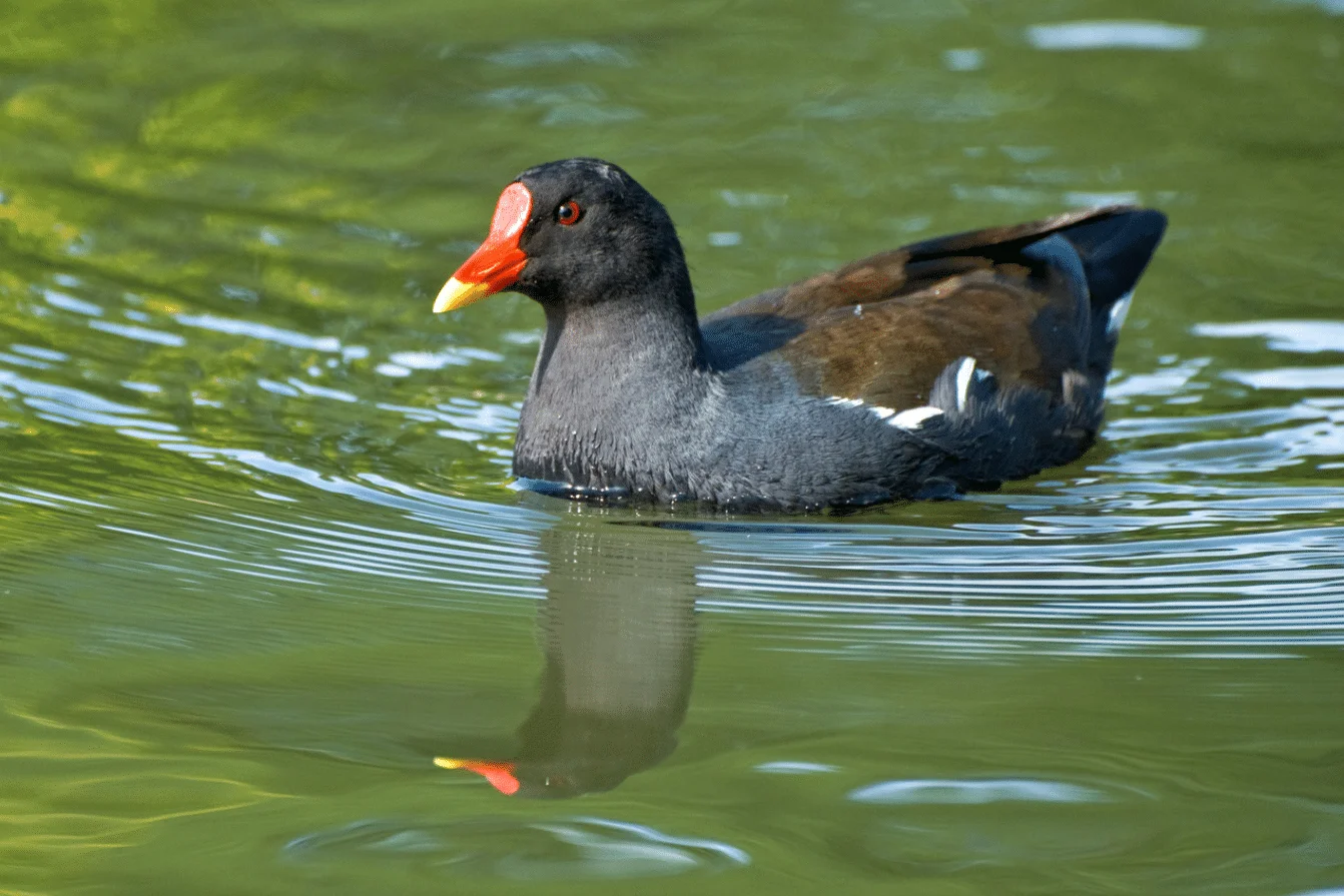 Pheasant, Grouse, Stalking & Partridge Shooting Seasons