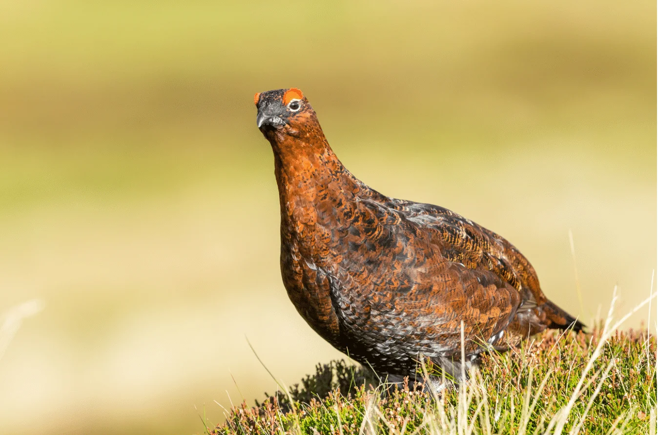 Pheasant, Grouse, Stalking & Partridge Shooting Seasons