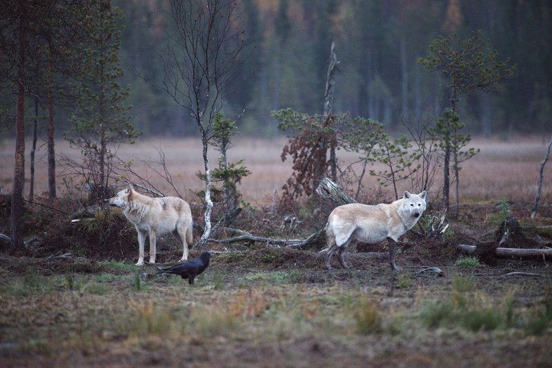 Great Northern Forest pulped for toilet roll - Velvet’s dirty secret ...
