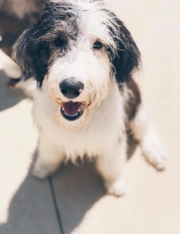 sheepadoodle puppies for sale muscoy