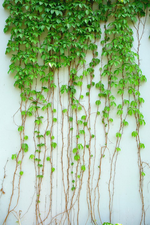 What are the characteristics of climbers?