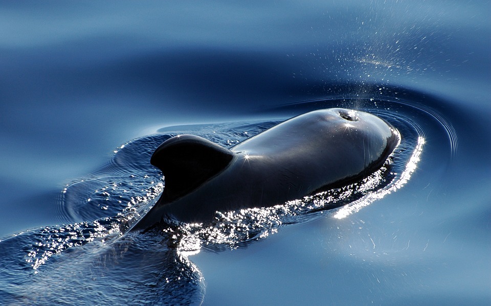 What are blowholes in aquatic animals?