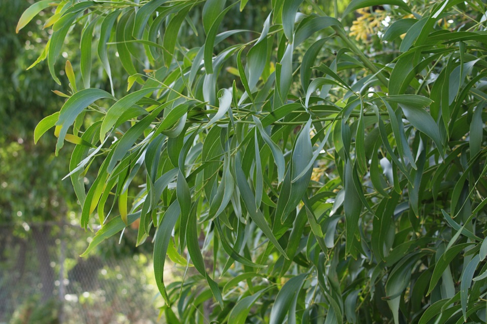 Growing Illawarra Natives