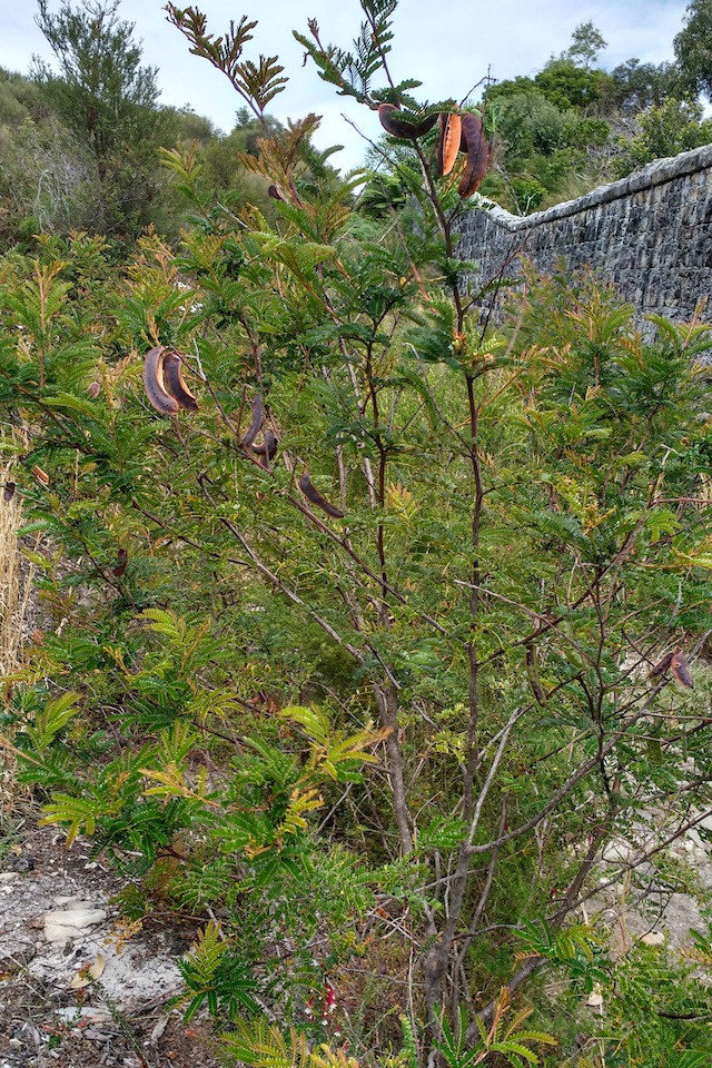 Growing Illawarra Natives
