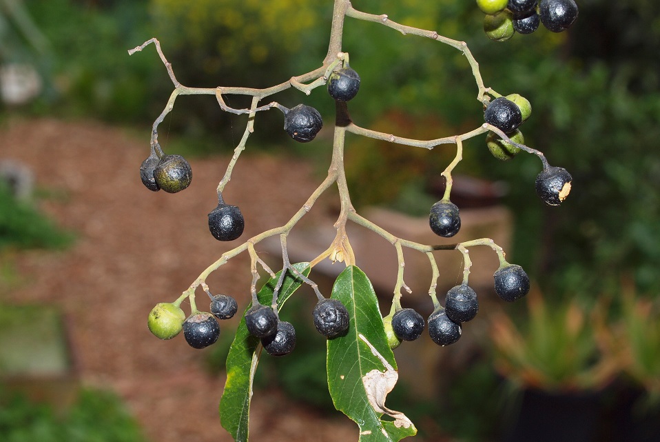 Growing Illawarra Natives