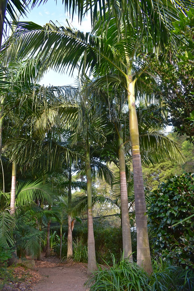 Growing Illawarra Natives