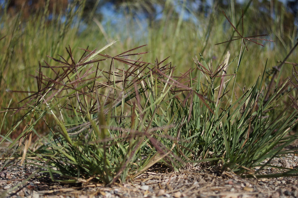 Growing Illawarra Natives