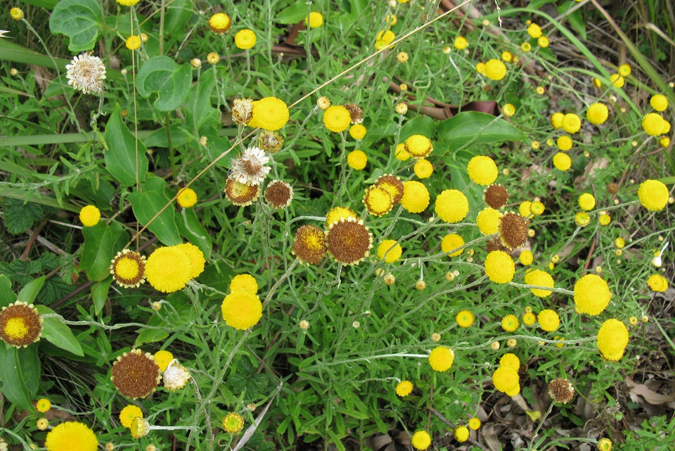 Growing Illawarra Natives