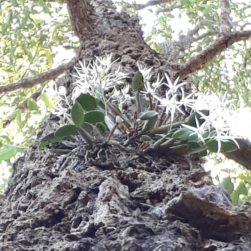 Growing Illawarra Natives